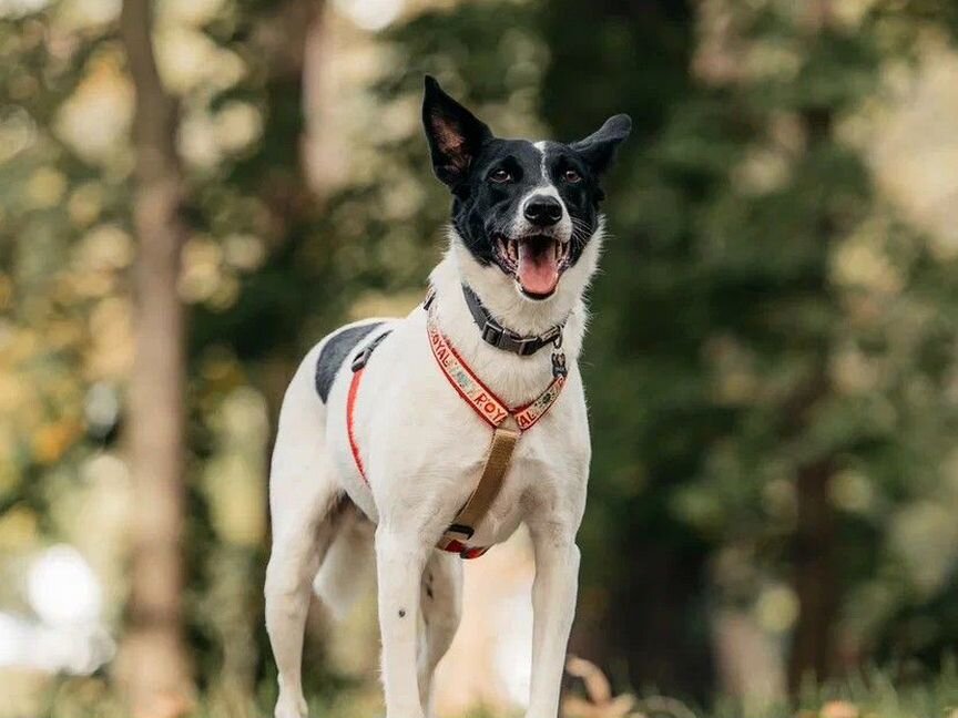 Грея в поисках дома