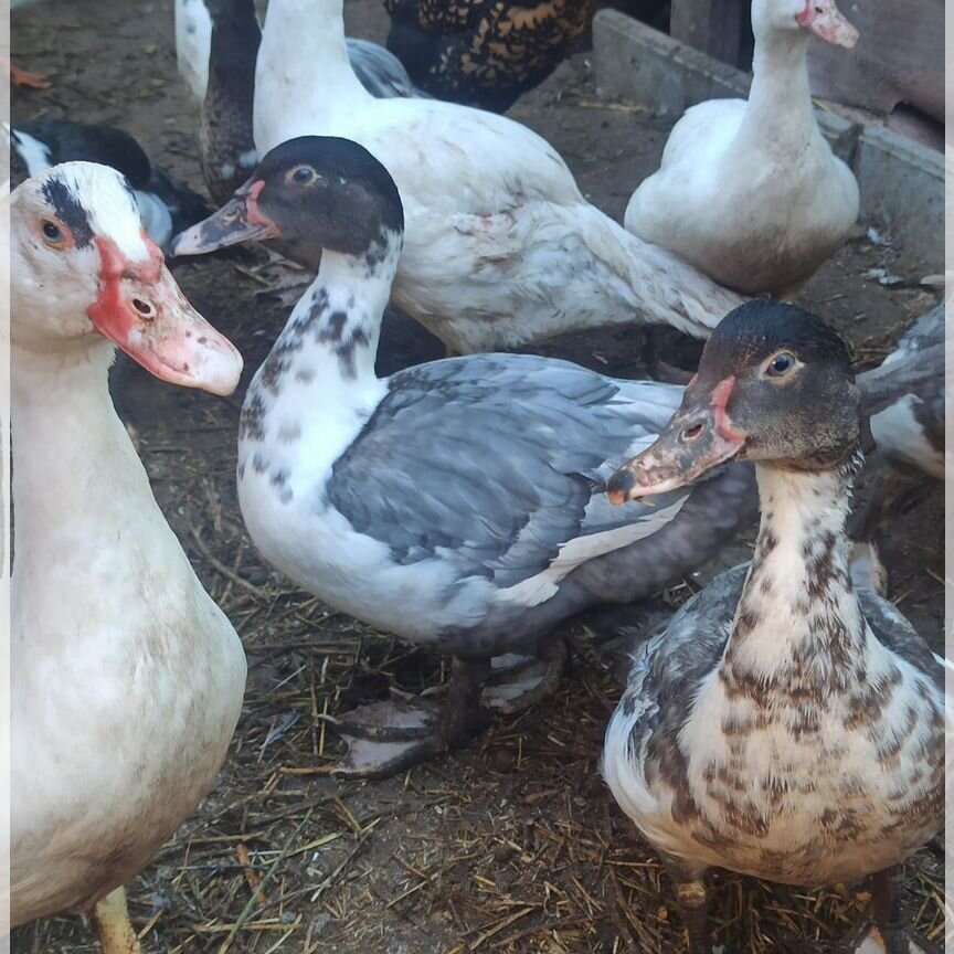 Мускусные утки тяжёлая линия индоутка