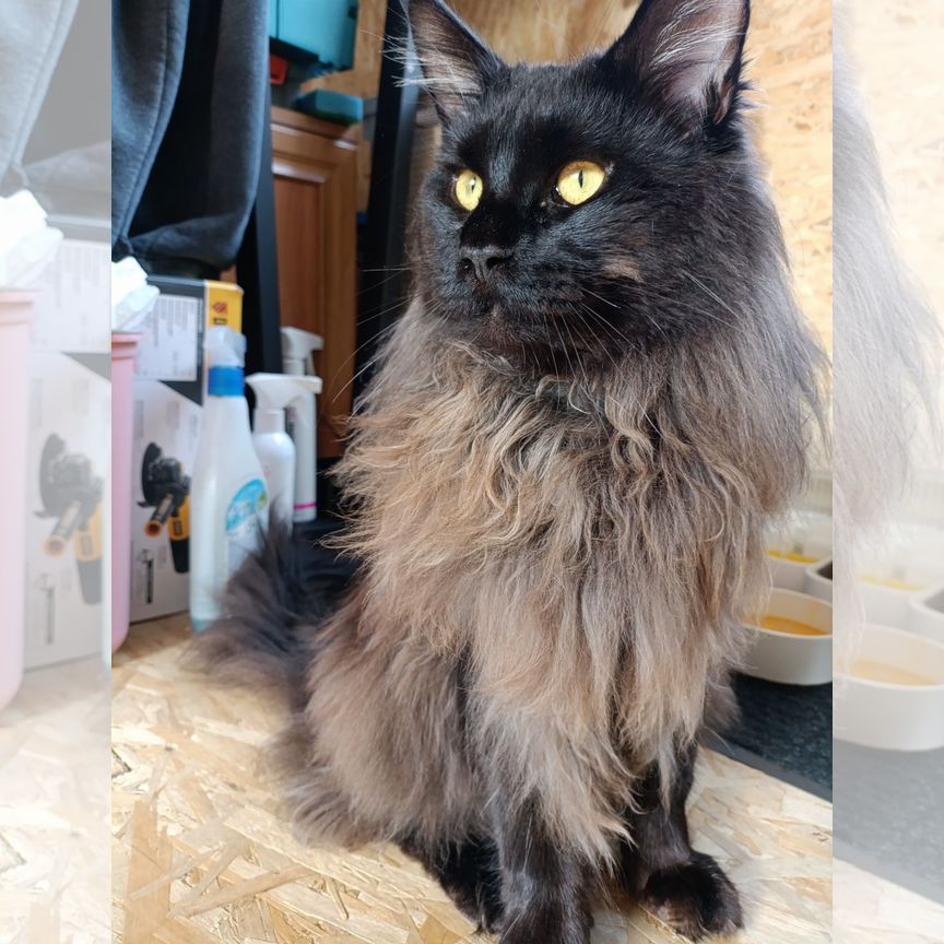 Кот мейн-кун
