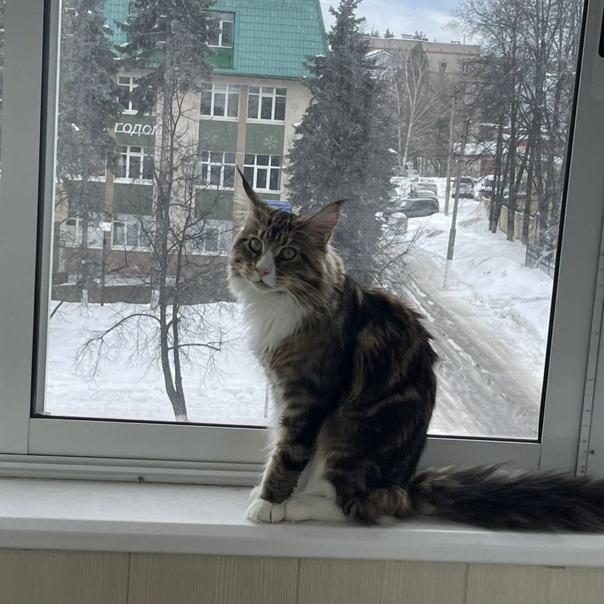 Мейн-кун