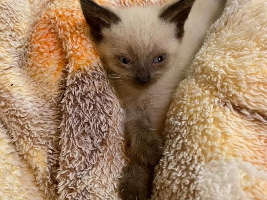 Котенок девочка срочно ищет дом