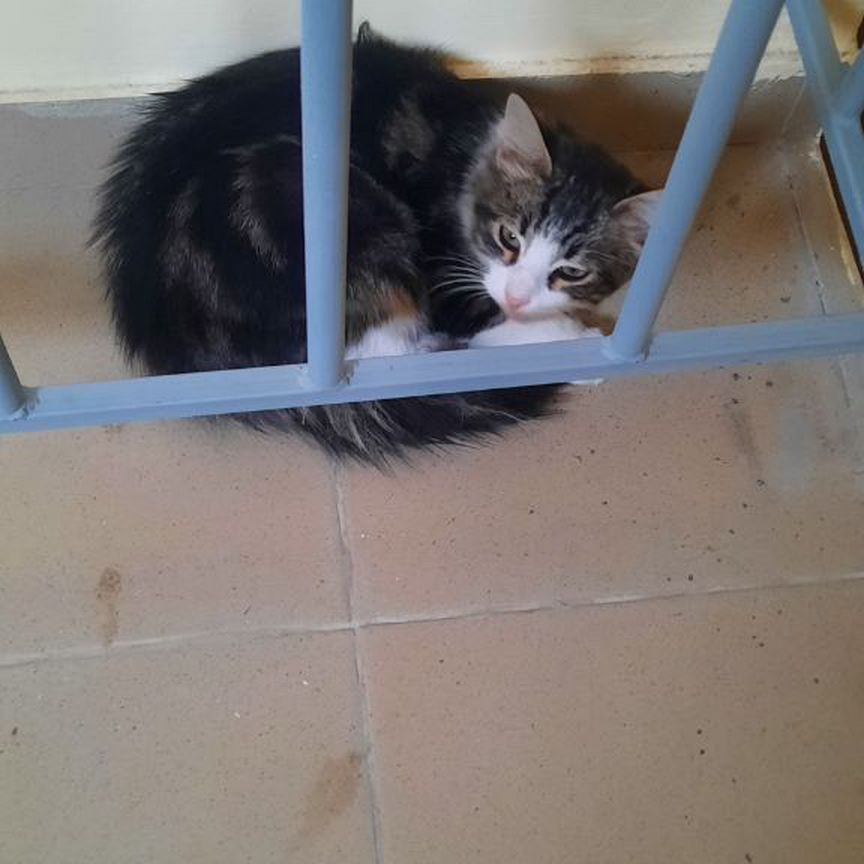 Котенок в добрые руки