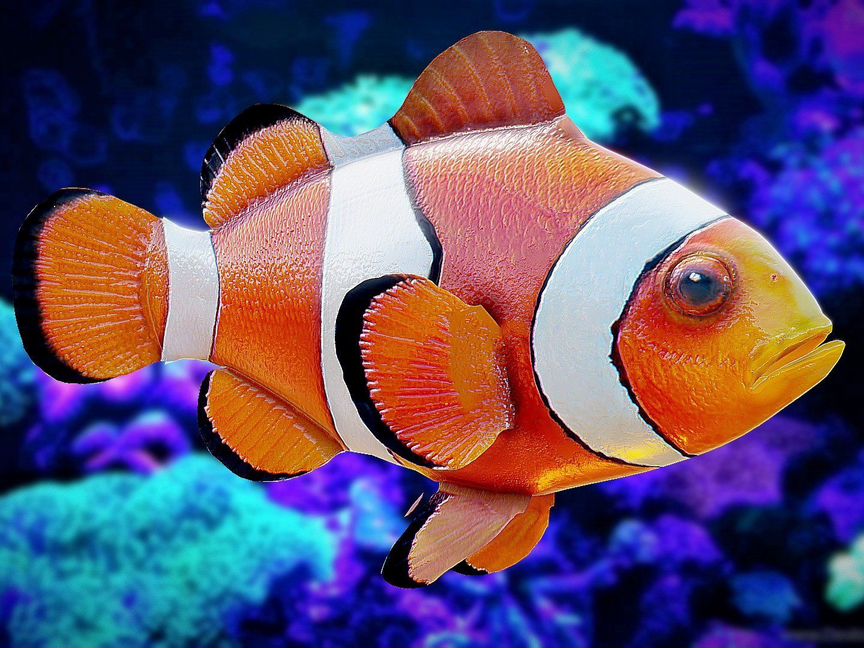 Рыба клоун