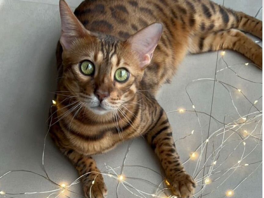 Кот бенгал