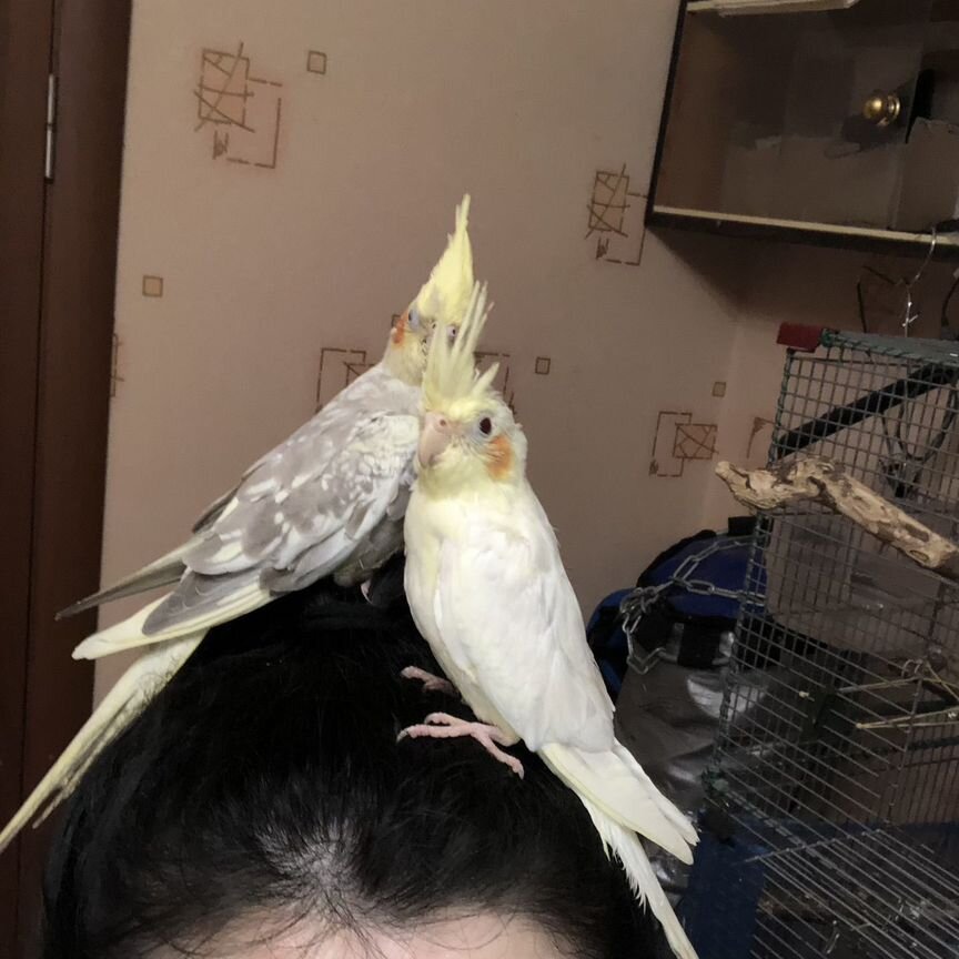 Попугай корелла полуручной мальчик