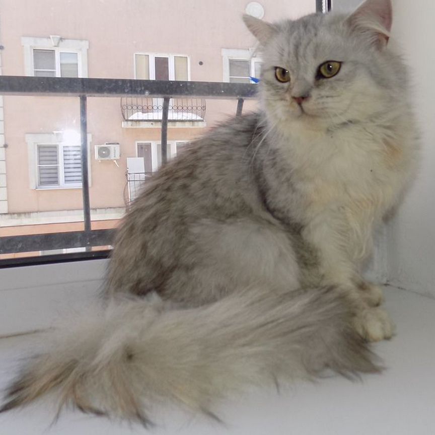 Шотландский вислоухий длинношёрстный котёнок