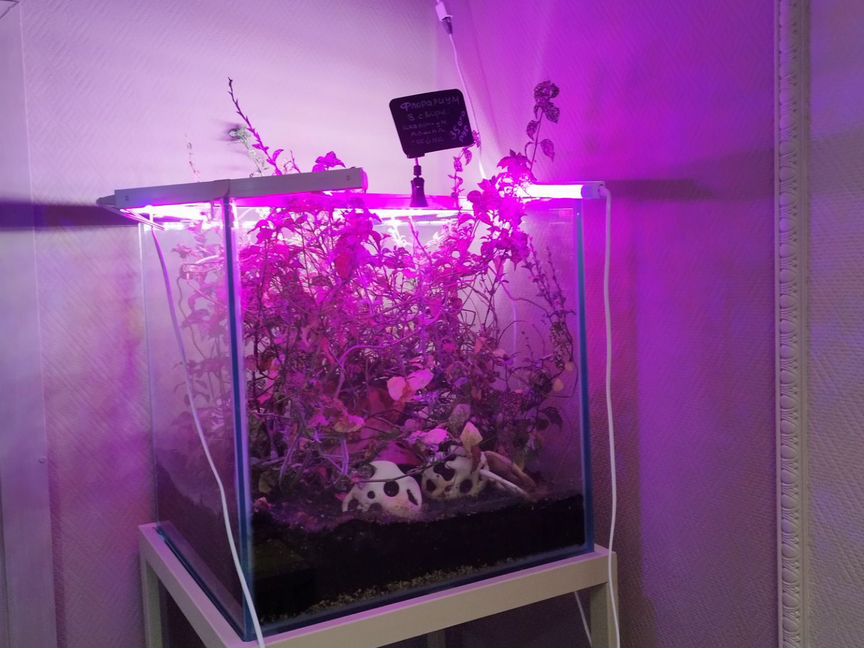 Аквариум, флорариум куб 5050