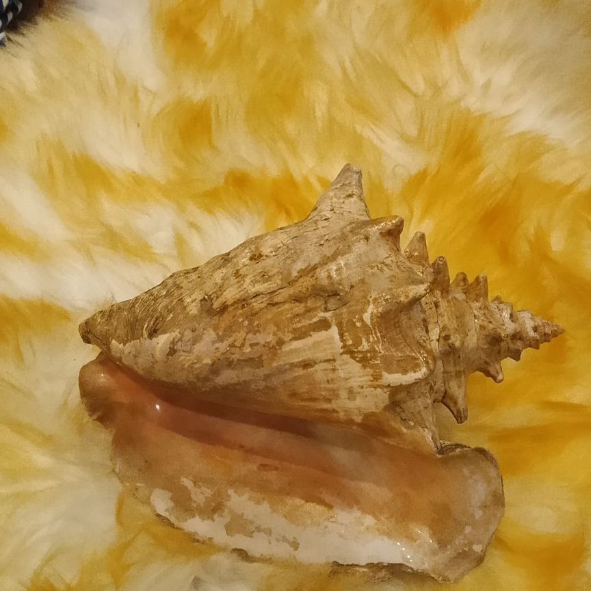 Ракушка морская большая
