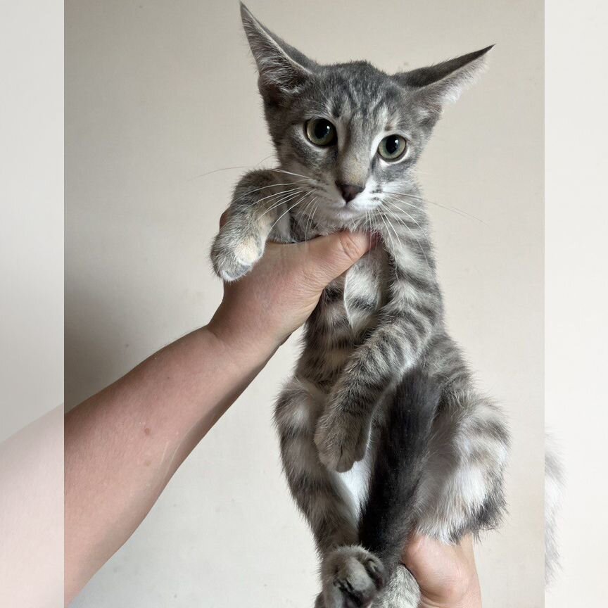 Котенок девочка ищет дом