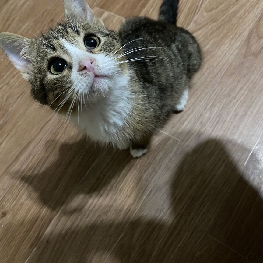 Котик в добрые руки