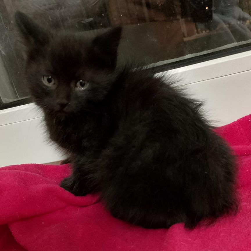 Сжальтесь над лапушным найденышем заберите домой