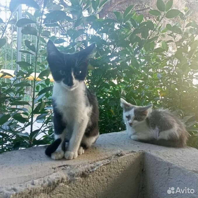 Котята в дар очень нужен дом