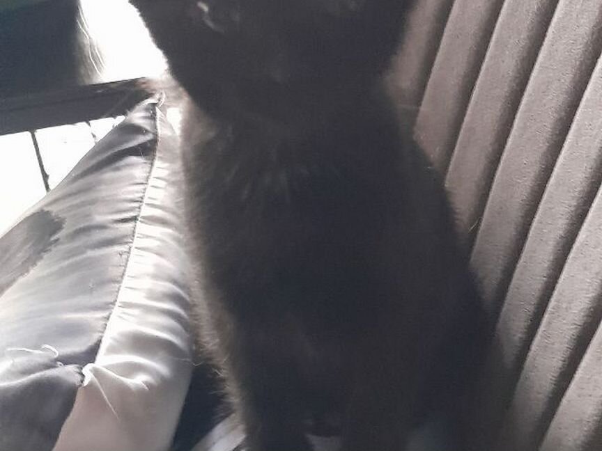 Котенок девочка в добрые руки