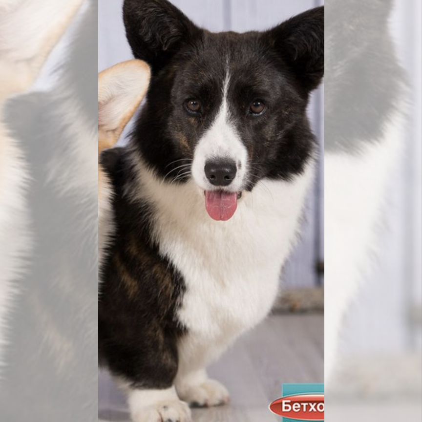 Вельш Корги Кардиган, взрослый пёс