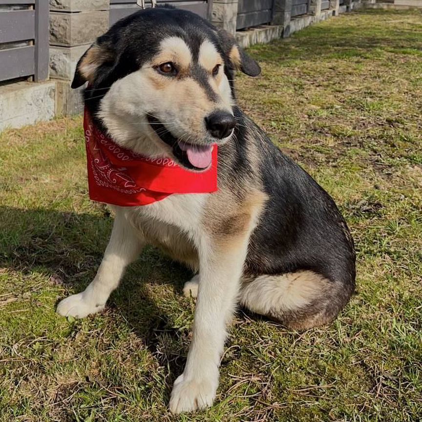 Взрослая собака в добрые руки