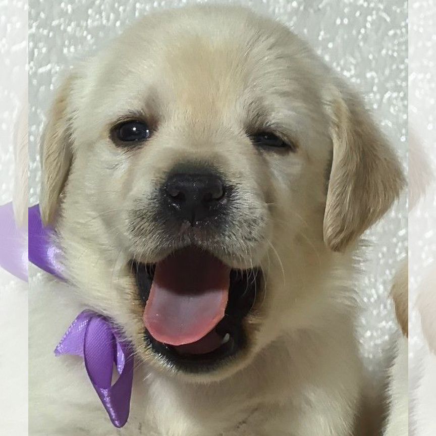 Лабрадор-ретривер, щенок