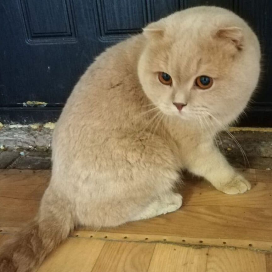 Плюшевому котику нужен дом