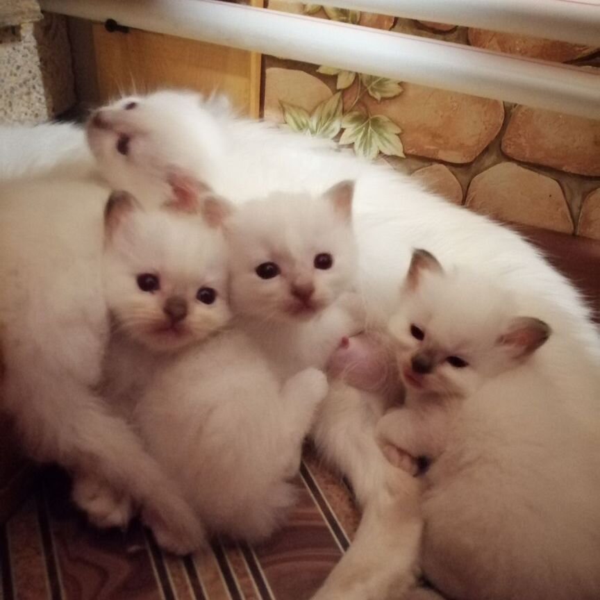 Котята Священной Бирмы