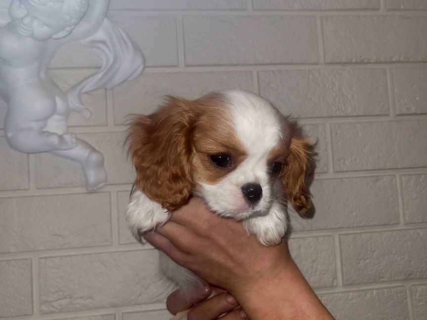 Королевский кинг чарльз спаниель