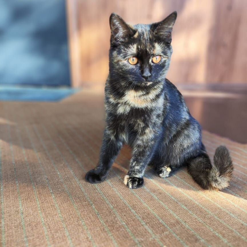 Котята подростки