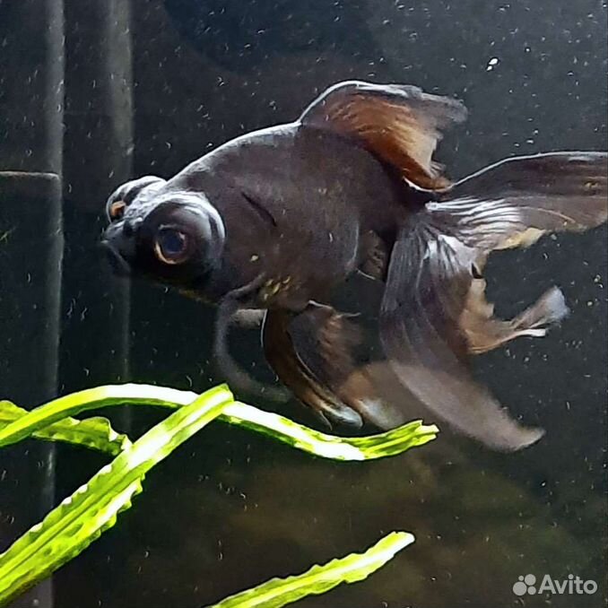 Телескоп черный вуалевый