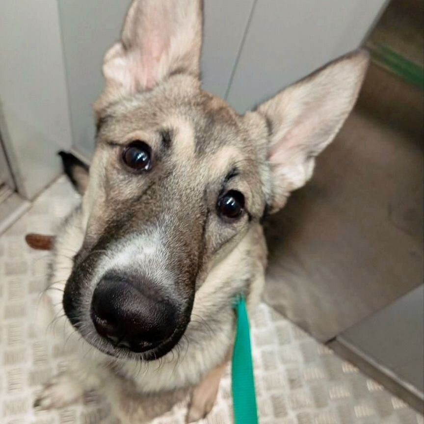 Щенок в добрые руки бесплатно