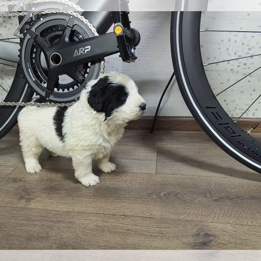 Ньюфаундленд, щенок