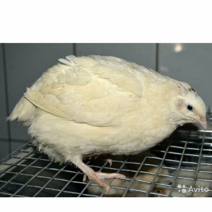 Перепела 2 месяца