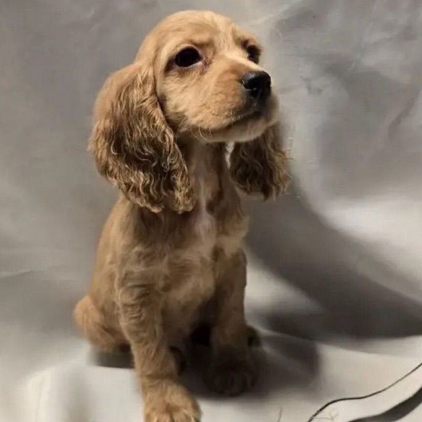 Американский кокер-спаниель, щенок