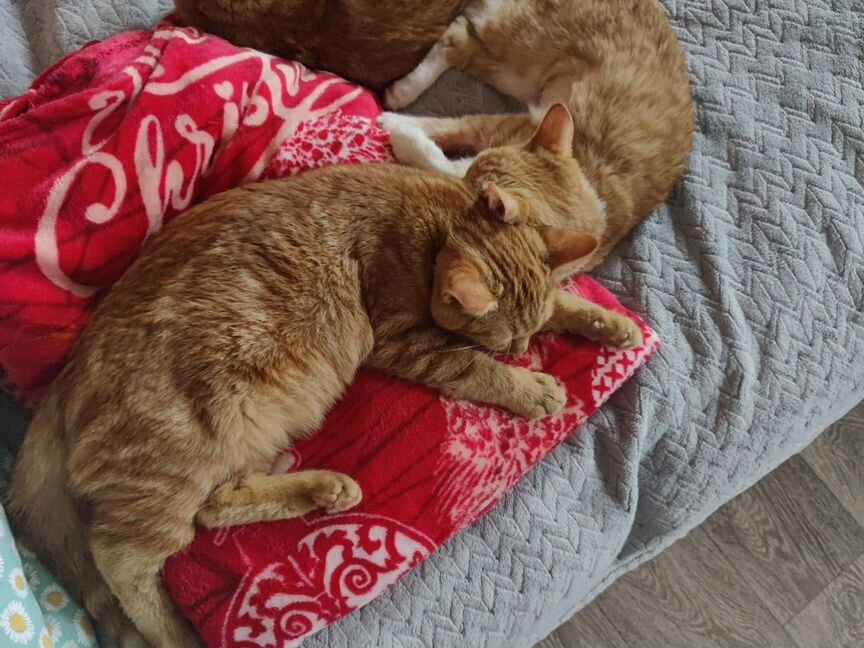 Котики и одна кошечка в добрые руки