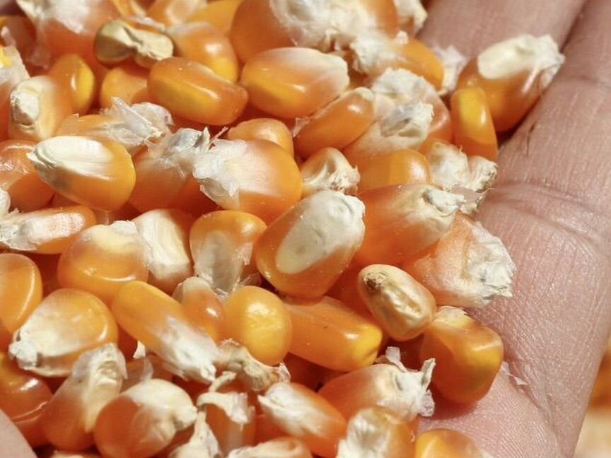 Кукуруза кормовая