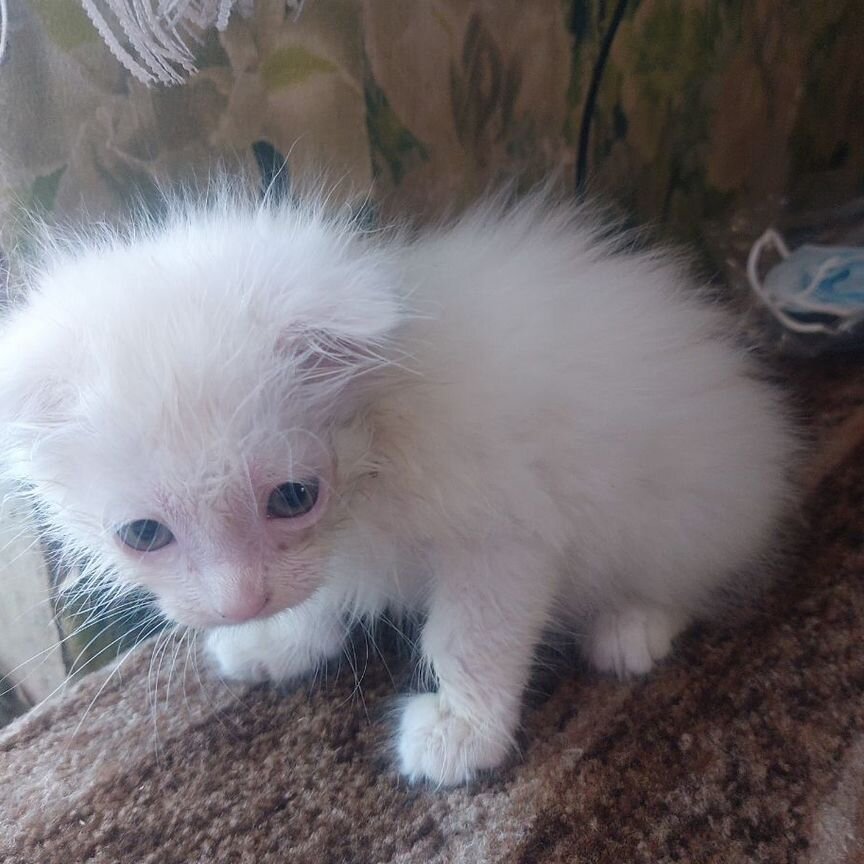 Котёнок