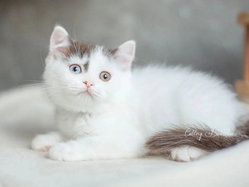 Британская разноглазая девочка