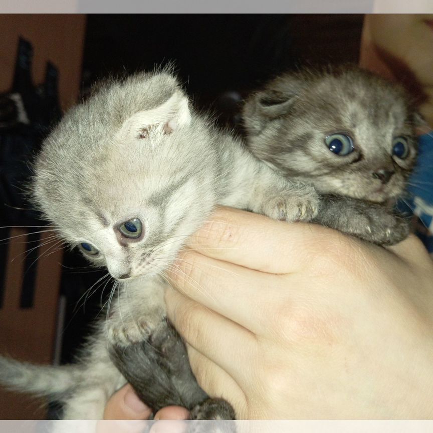 Британский короткошёрстный котёнок