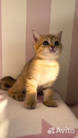Шотландский котенок скоттиш страйт