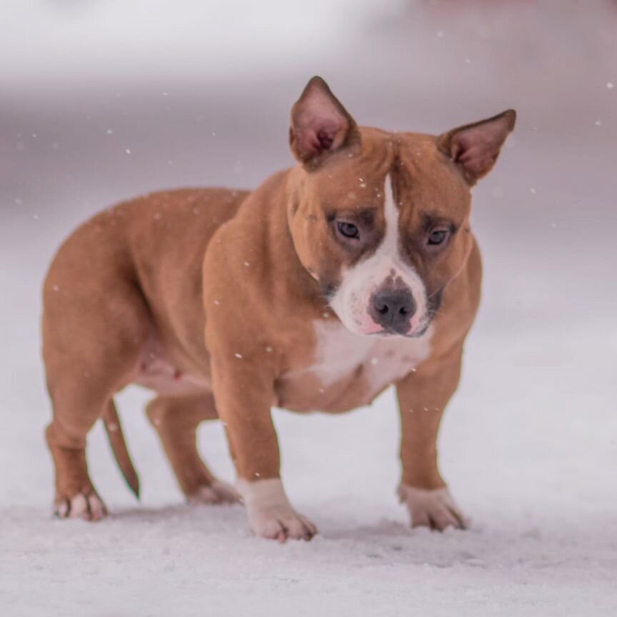 Американский булли