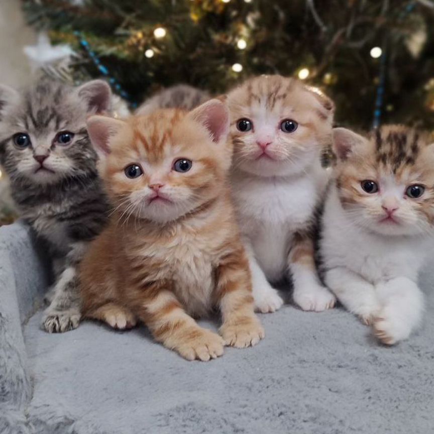 Шотландский вислоухий короткошёрстный котёнок