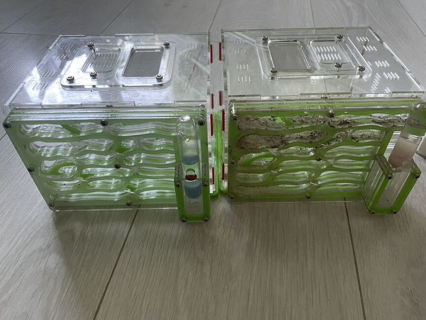 Формикарий