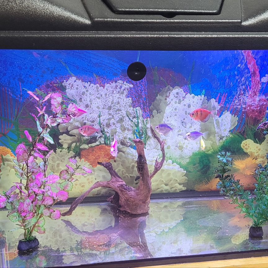 Аквариум бу с рыбками