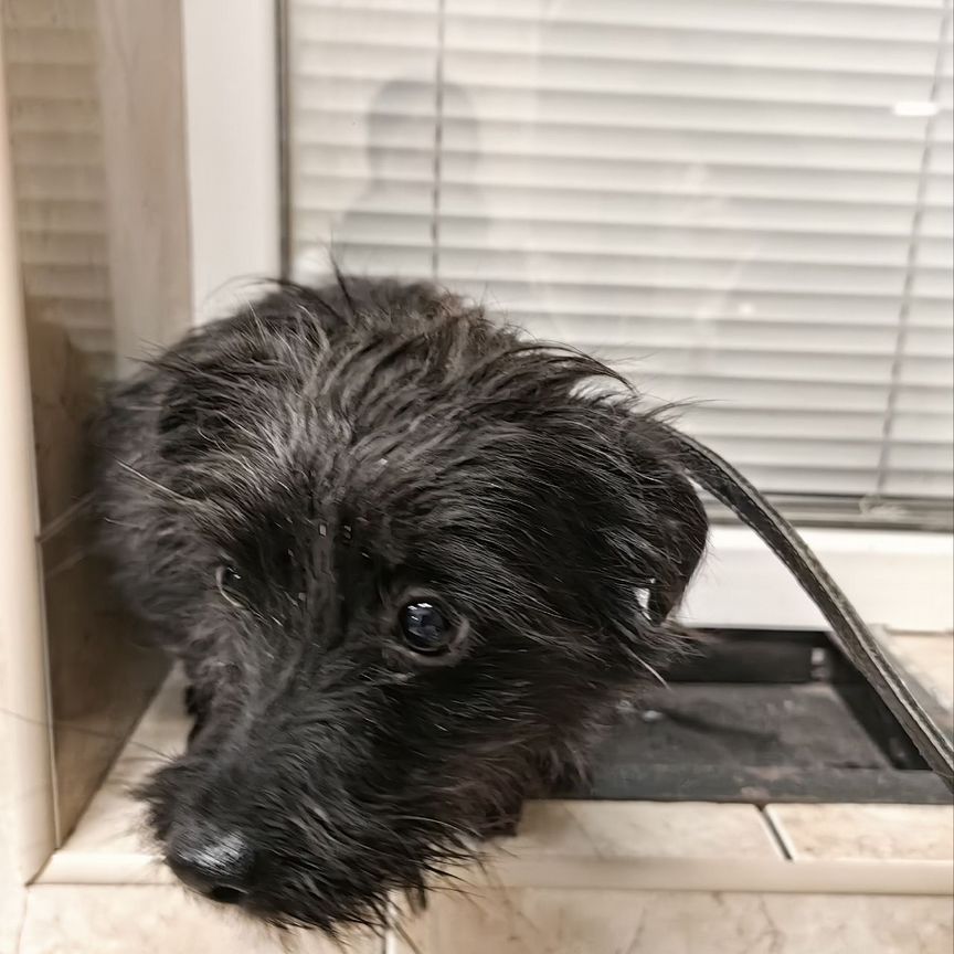 Взрослая собака от частного владельца