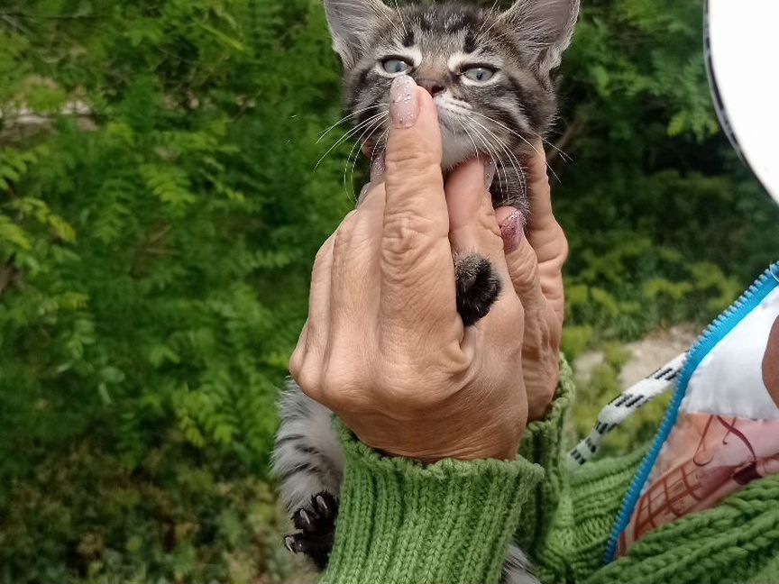Маленькие котята ищут дом