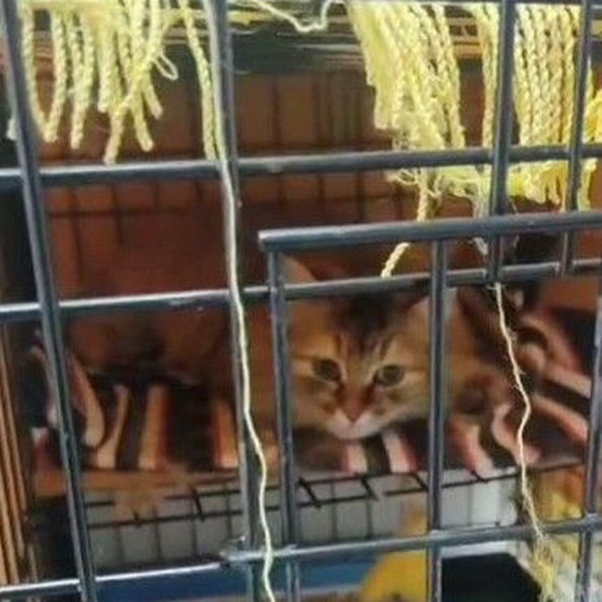 Кошечка Пушинка живет в клинике, ждет хозяина