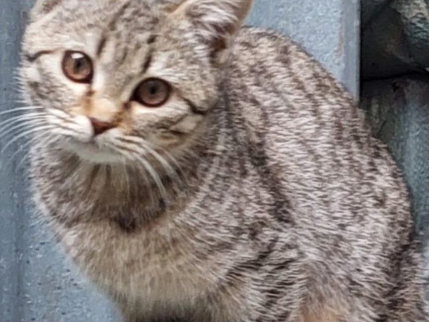 3мес.котяток подбросили в организацию.Ищу дом