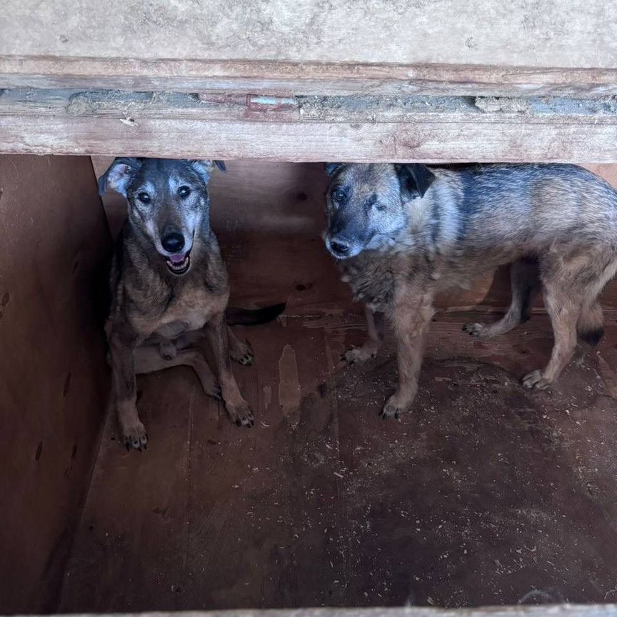 Джорджи и другие старички погибают в приюте