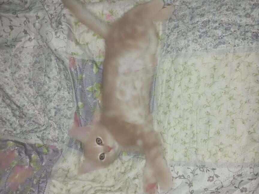 Котенок в дар бесплатно