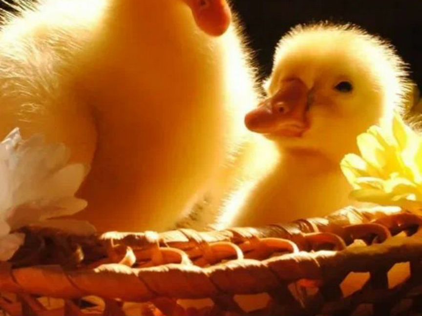 Запись на суточных цыплят и утят