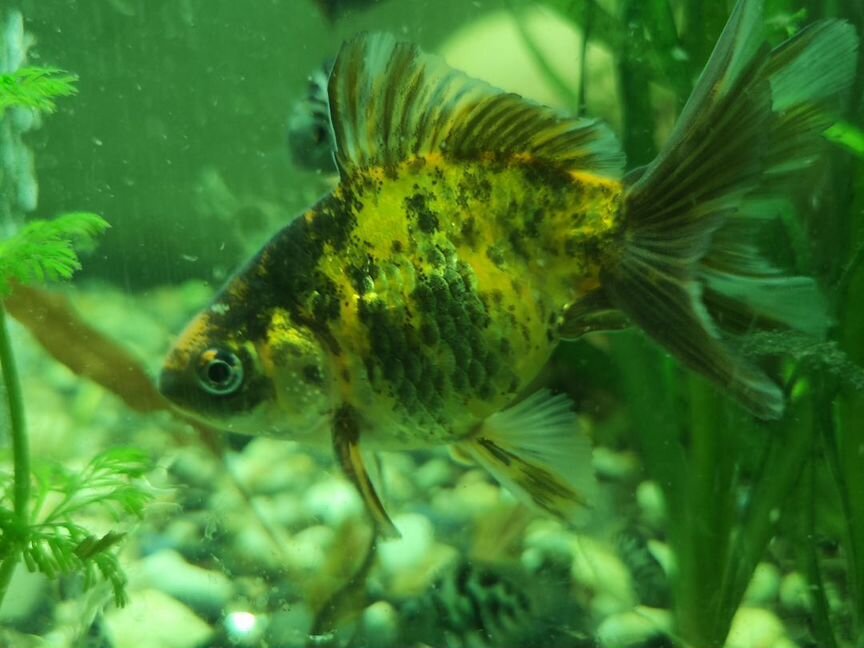 Золотые рыбки риукин