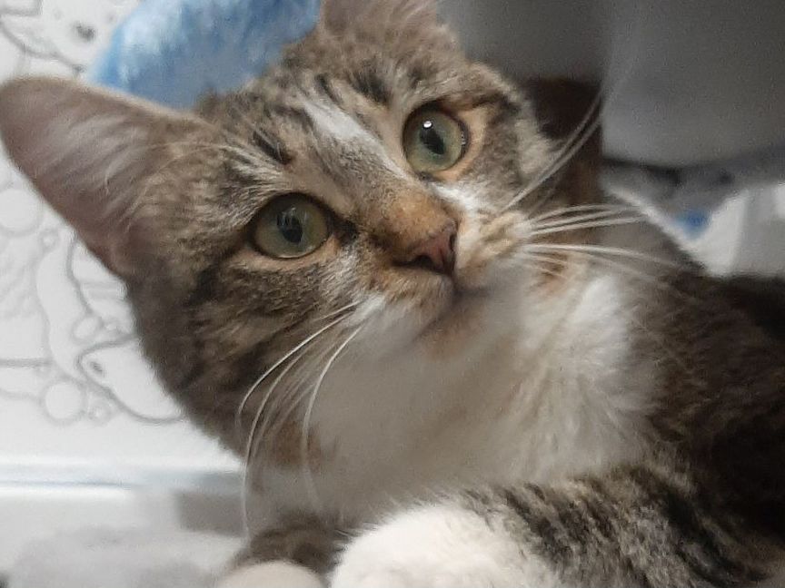 Котёнок Нюша, 8 месяцев