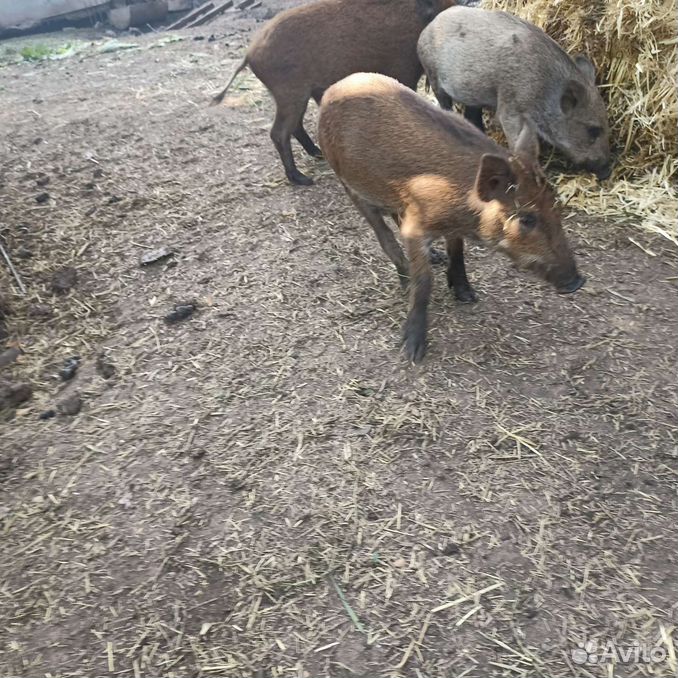 Поросята дикого кабана