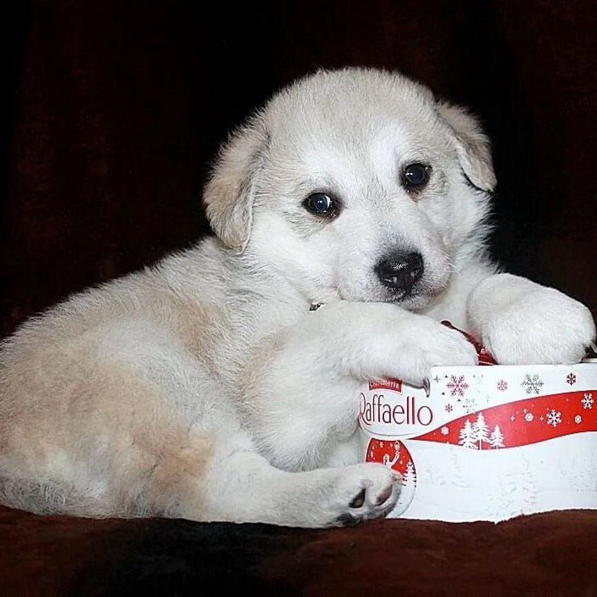 Щенок мальчик